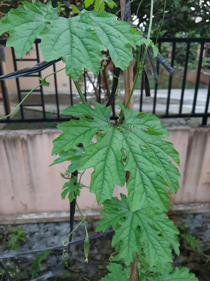 A Fresh Bitter Gourd Tree, Very Beautiful To Look at Stock Photo ...