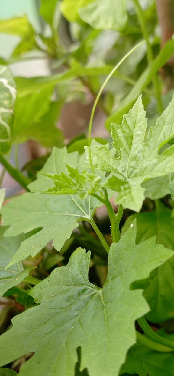 327 Fresh Bitter Guard Stock Photos - Free & Royalty-Free Stock Photos ...