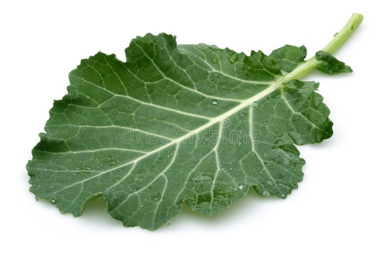 Fresh Black Cabbage Isolated on White Stock Image - Image of health ...