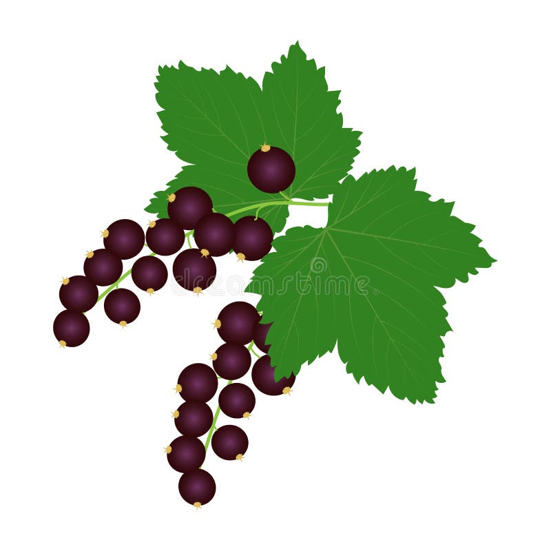 Fresh Black Currants with Leaves Stock Vector - Illustration of clip ...