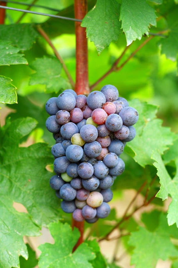 Fresh black grapes stock photo. Image of grapevine, plant - 15903292