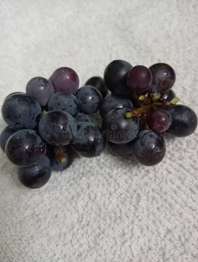 Fresh black grapes stock photo. Image of fresh, black - 263404366