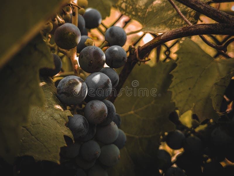 Fresh Black Grapes Still on the Tree Stock Image - Image of autumn ...
