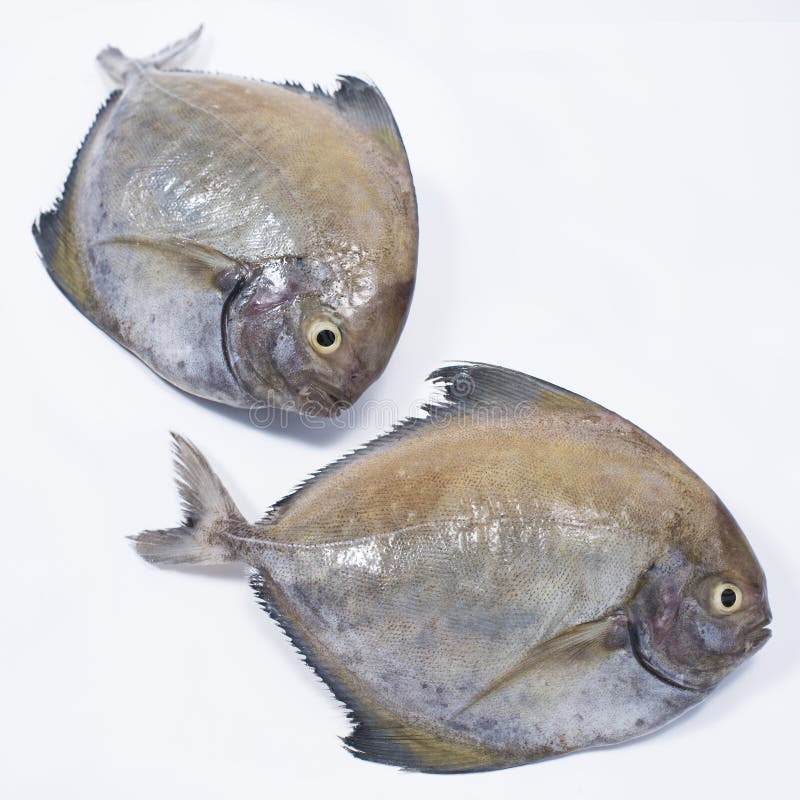 Black Pomfret Monchong Fish Pictures