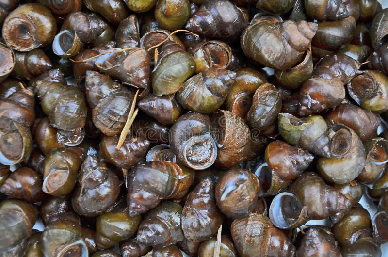 Fresh Black River Snail Closeup Stock Image - Image of common, closeup ...