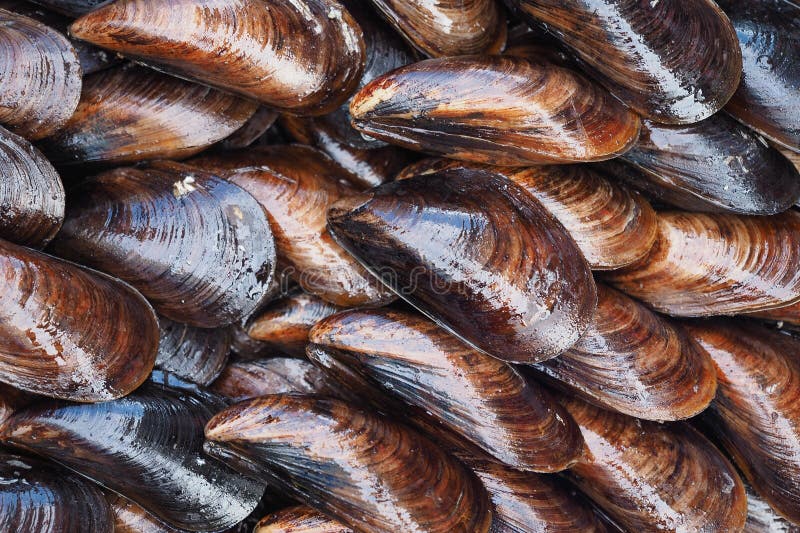 Fresh Black Shell Recipe with Lemon Turkish Food Stock Photo - Image of ...