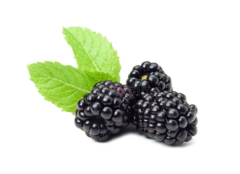 Fresh blackberries stock photo. Image of ripe, berry - 20574978