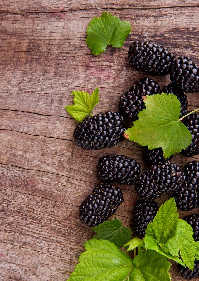 Fresh blackberries stock image. Image of food, fresh - 26093933