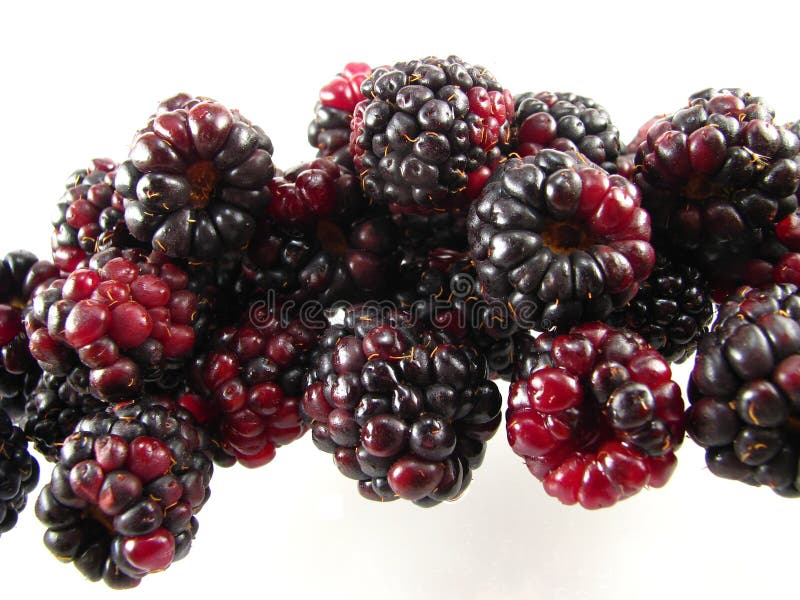 Fresh Blackberries stock image. Image of fresh, nutrition - 9158905