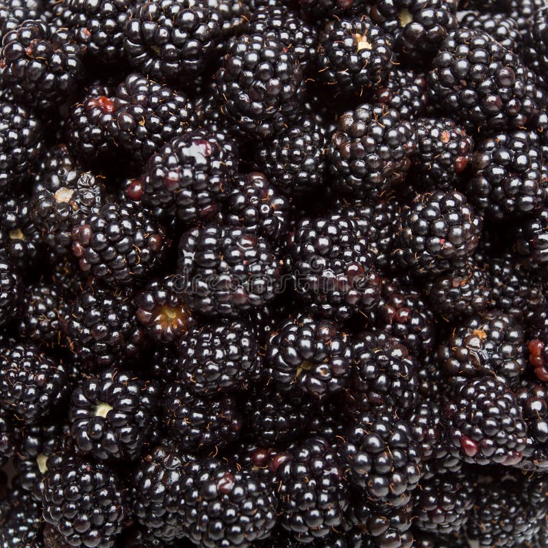 Fresh Blackberries stock image. Image of delicious, fruit - 32965039