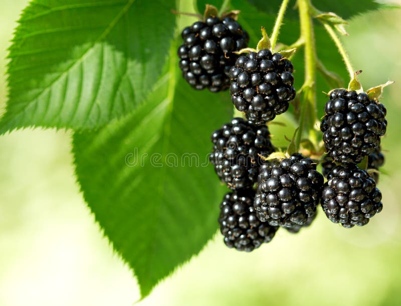 Fresh blackberries stock image. Image of healthy, food - 33028865