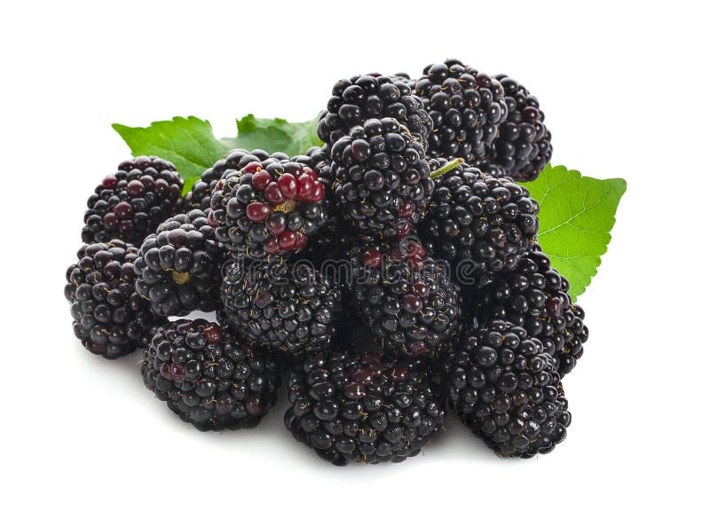 Fresh Blackberries. Isolated on White Background Stock Image - Image of ...