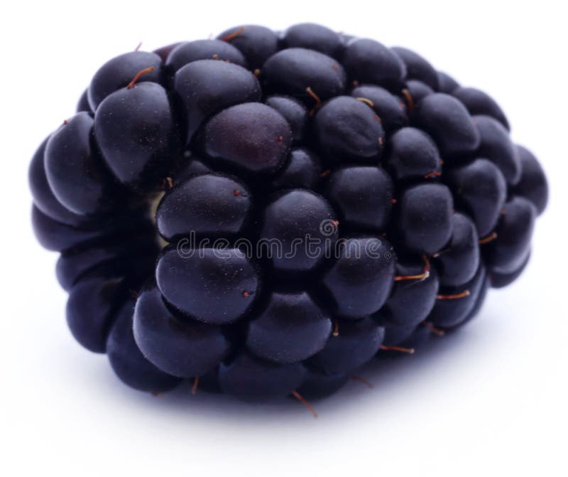 Fresh blackberries stock photo. Image of juicy, healthy - 101590478