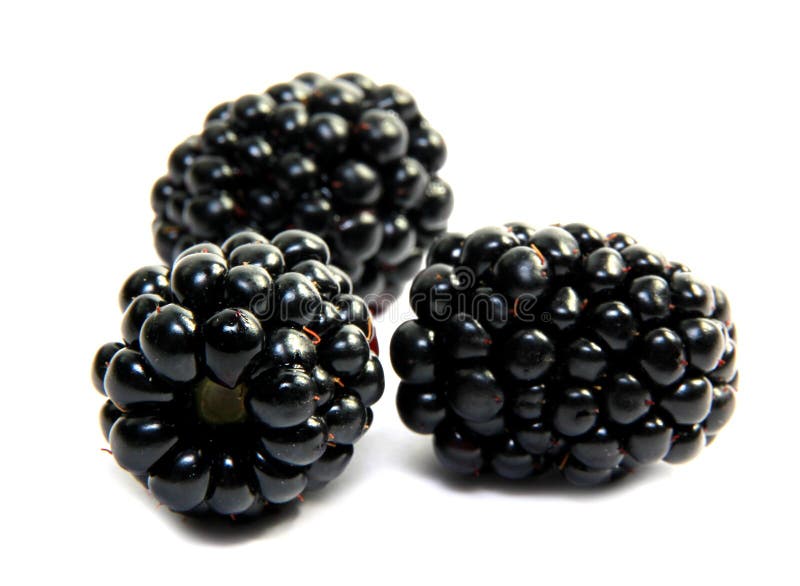 Fresh Blackberry stock photo. Image of fruit, agriculture - 16511304