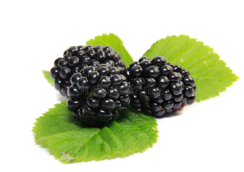 Fresh Blackberry stock photo. Image of fruit, agriculture - 16511304