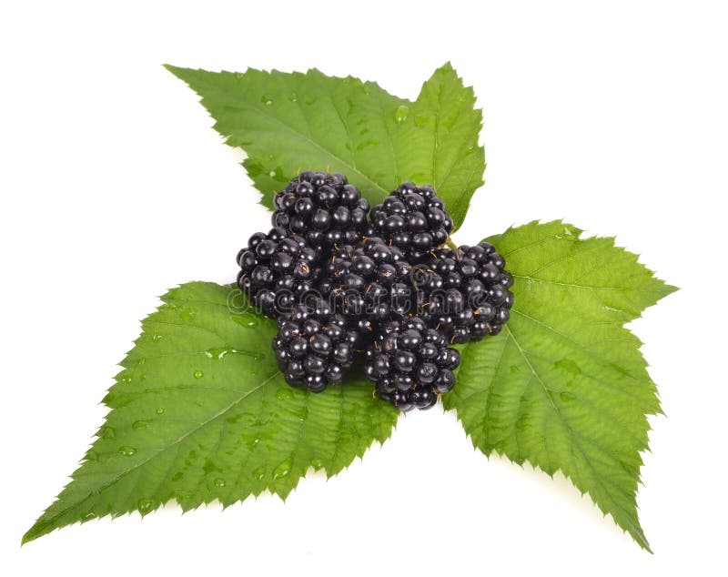Blackberry isolated stock photo. Image of white, leaf - 25828606