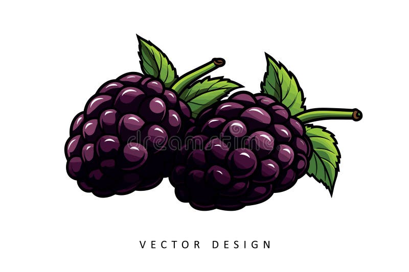 Fresh Blackberry Fruit Vector Design AI Generated Stock Illustration - Illustration of leaf ...