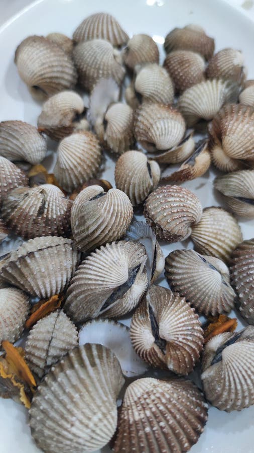 Fresh Blood seafood stock photo. Image of seafood, fresh - 263154226