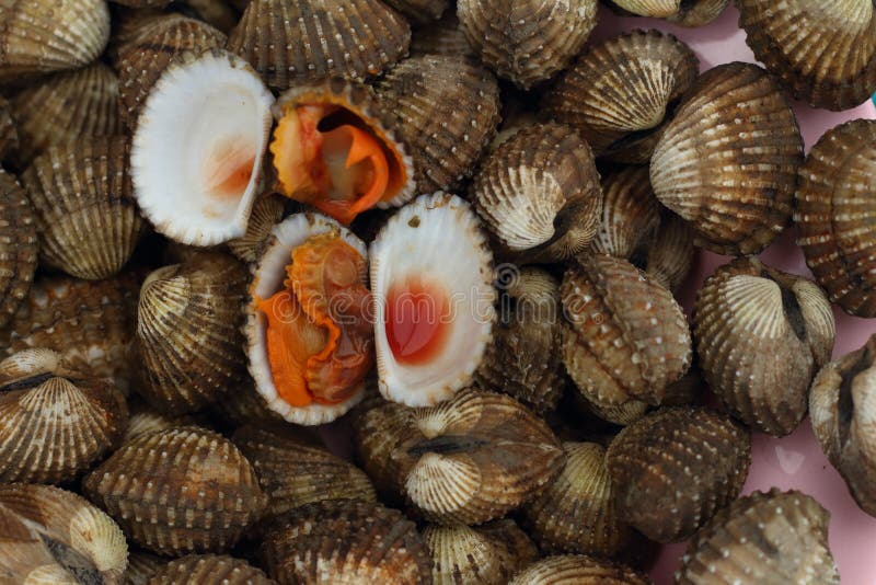Fresh Blood Cockle Shell at the Market Stock Photo - Image of seashell ...