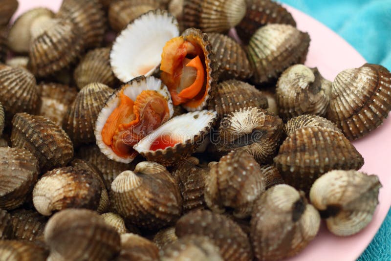 Fresh Blood Cockles Market Edible Background Stock Image - Image of ...