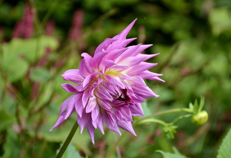 Fresh Bloomed Dahlia Flower Stock Image - Image of gorgeous, green ...