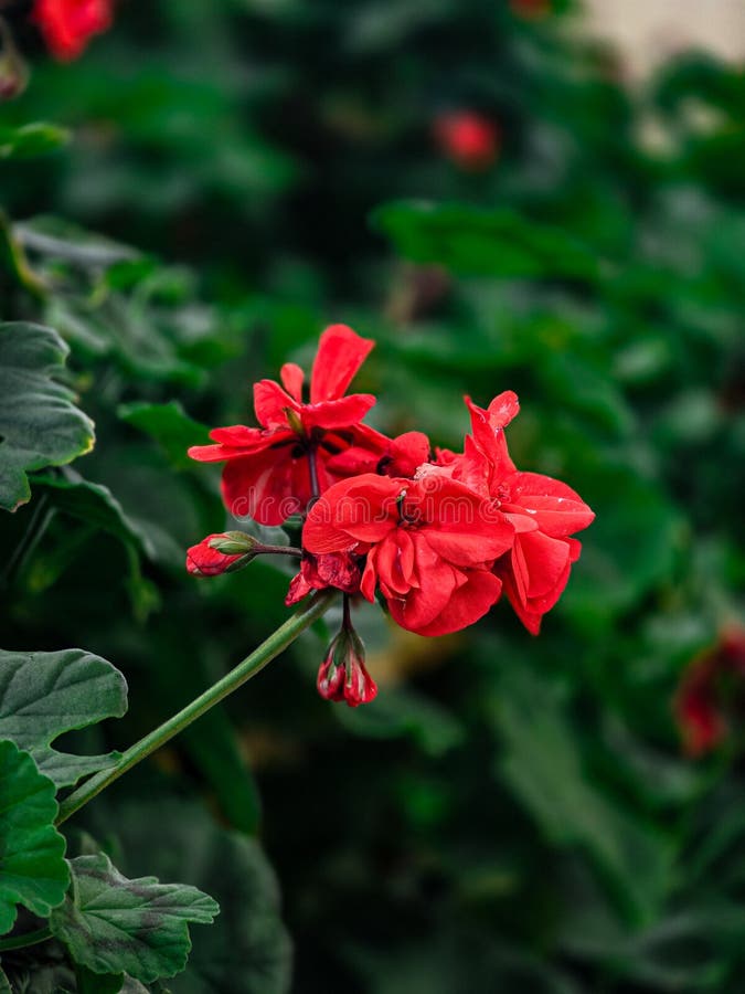 A fresh bloomed flower stock photo. Image of portrait - 331823308