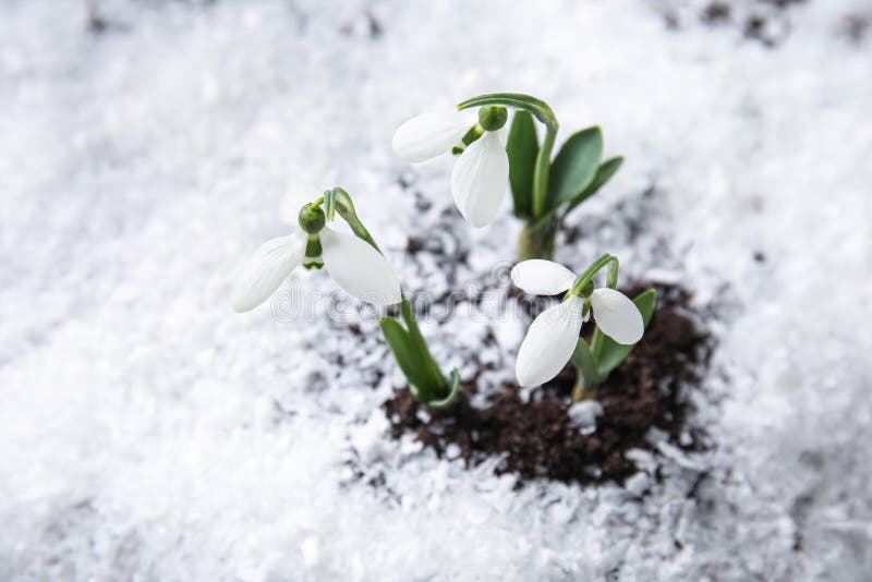 Blooming Snowdrop Flowers Growing through Snow. Springtime Stock Image ...
