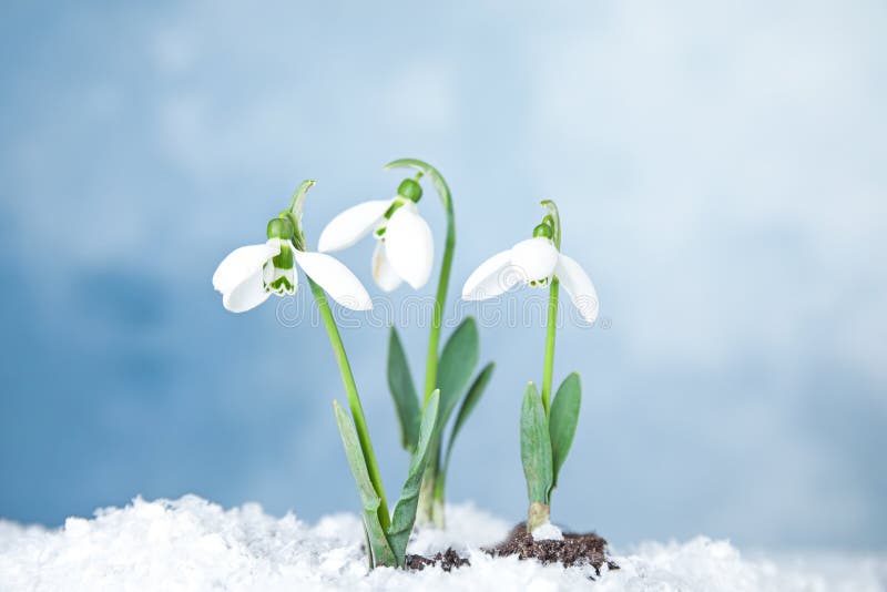 Blooming Snowdrop Flowers Growing through Snow. Springtime Stock Image ... Blooming Snowdrop Flowers Growing through Snow. Springtime Stock Image ...