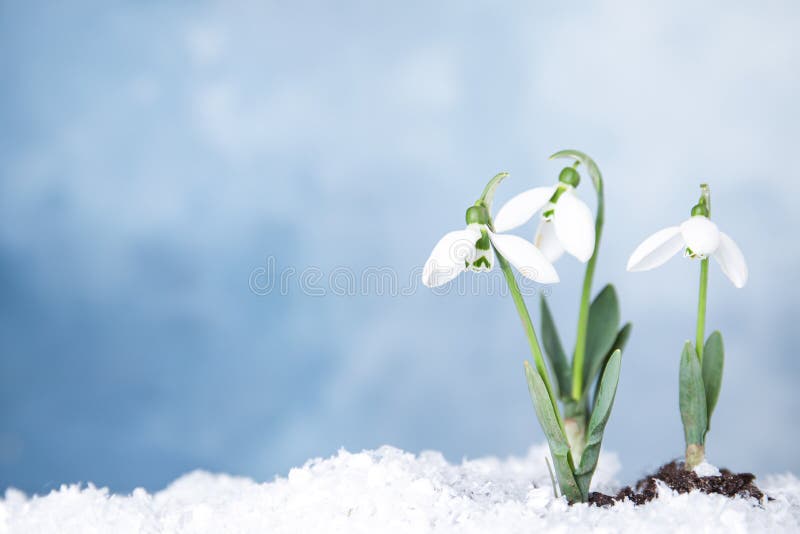Fresh Blooming Spring Flowers Growing through Snow, Space for Text ...