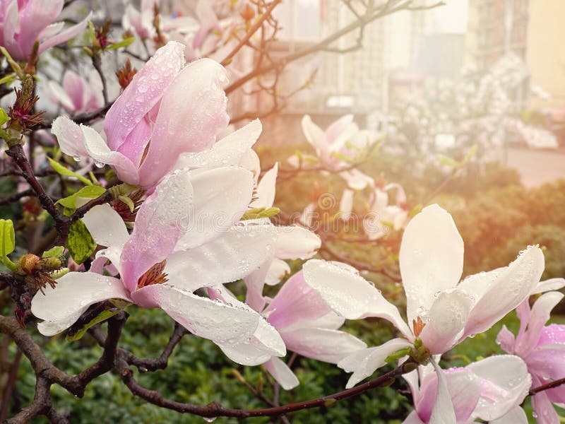 Fresh Blossom Magnolia Flowers in Sun Light, Spring Background Stock ...
