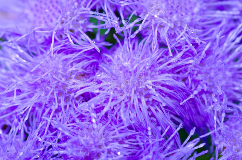 Fresh Blue Flowers Blossom with Drops of Dew Stock Image - Image of ...