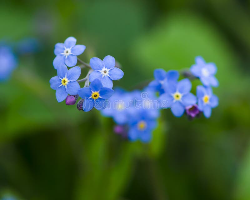 Fresh Blue Forget-me-not Flower Stock Image - Image of blossom, floral ...