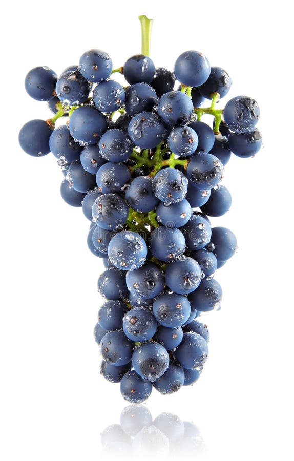 Blue Grape with Green Leaves Isolated Fruit Stock Photo - Image of blue ...