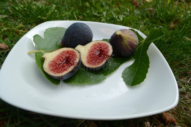 Blue figs on white plate stock image. Image of fruit - 160583673