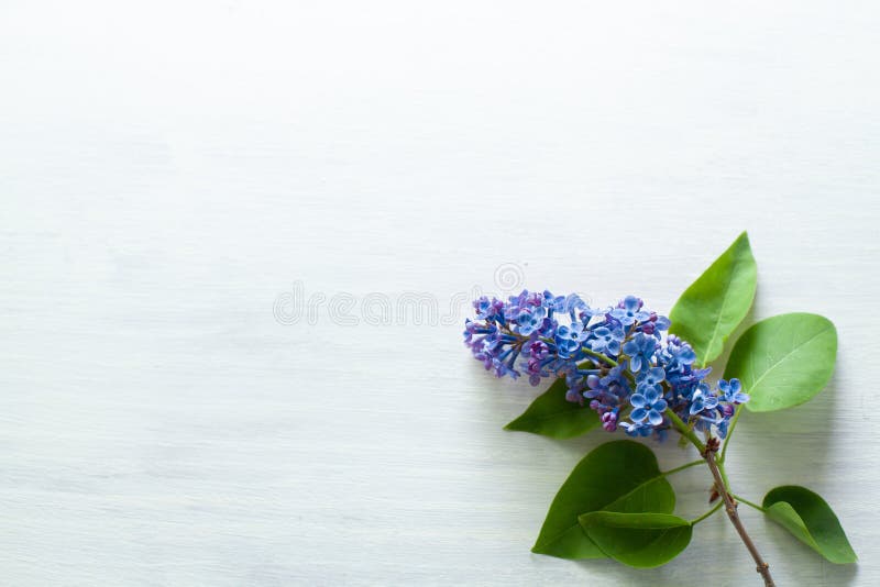Fresh Blue Lilac Flowers Frame Stock Photo - Image of innocence, flora ...