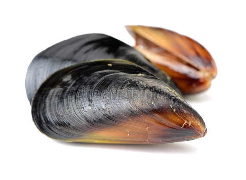 Fresh blue mussels stock image. Image of food, protein - 137100883