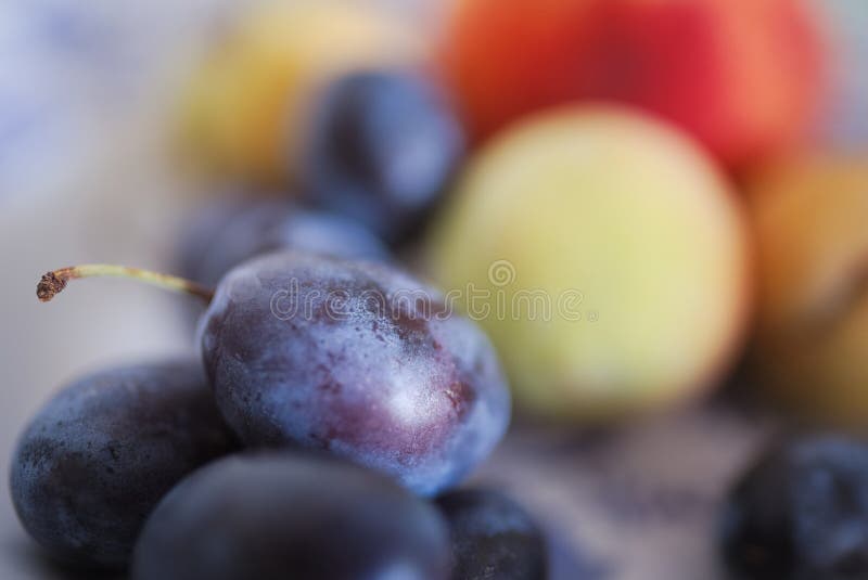 Fresh Blue Plum stock photo. Image of nature, fresh - 100143764