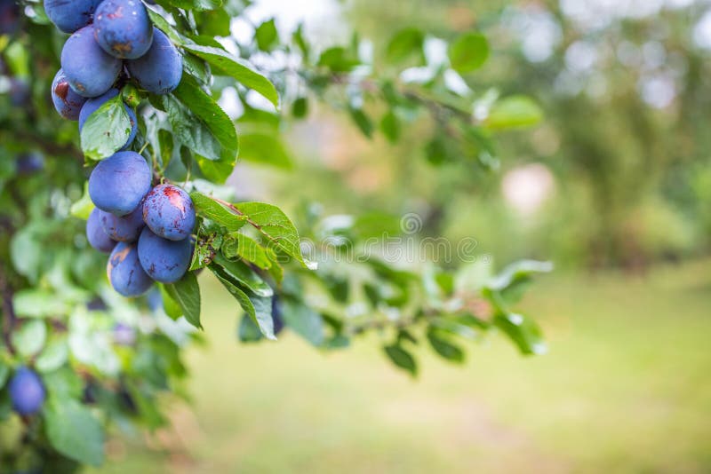Fresh Blue Plums on a Branch in Garden Stock Image - Image of nature ...