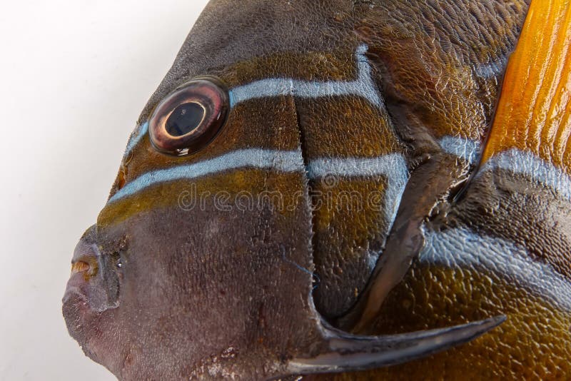 Fresh Blue Pomfret Isolated on White. Stock Image - Image of fresh ...