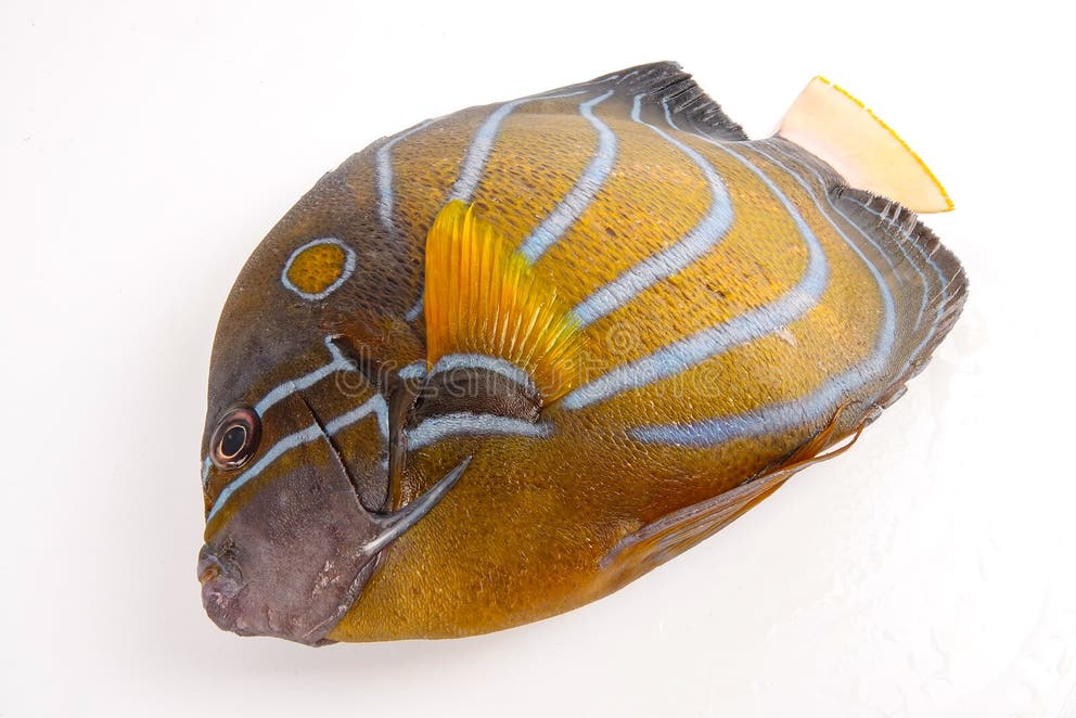 Fresh Blue Pomfret Isolated on White. Stock Image - Image of fish ...