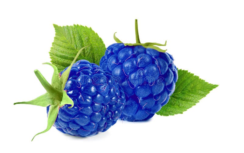 Fresh Blue Raspberries and Green Leaves Isolated on White Stock Photo ...