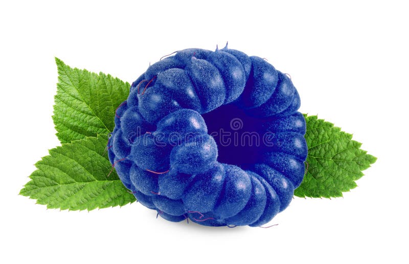Fresh Blue Raspberry and Green Leaves Isolated on White Stock Image ...