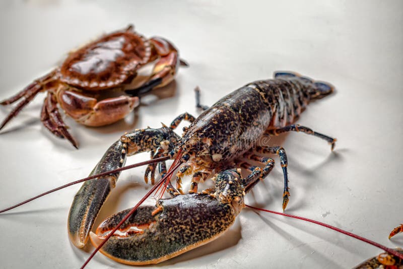 Blue lobster stock image. Image of alive, lobster, luxury - 101075265