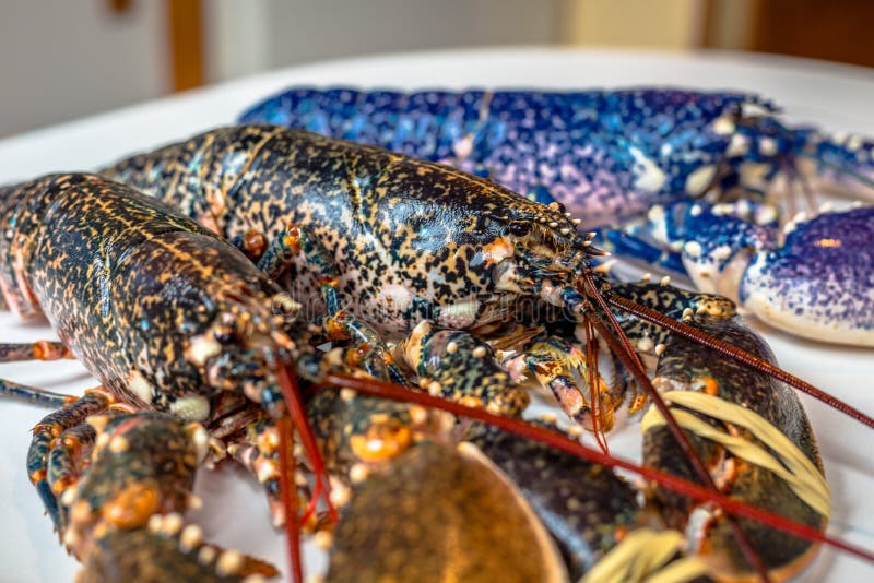 5,155 Lobsters Photos - Free & Royalty-Free Stock Photos from Dreamstime
