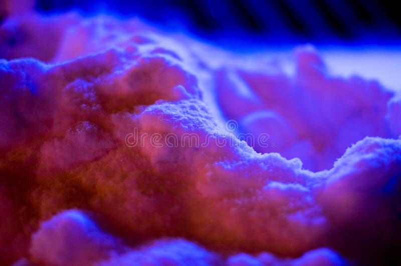 Fresh Snow Night Photos with Neon Background Lights. Stock Photo ...