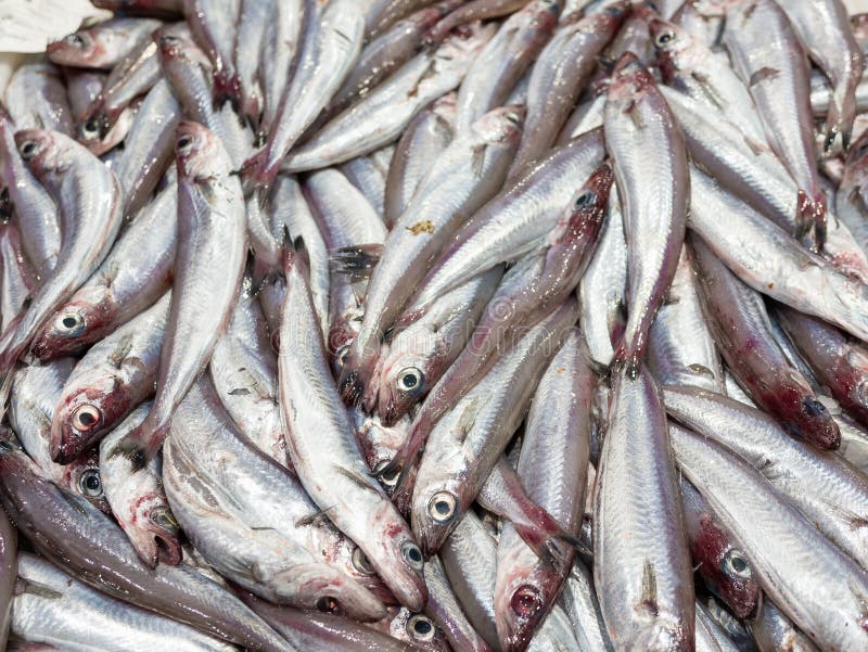 Fresh blue whiting fish stock image. Image of plant - 168815855