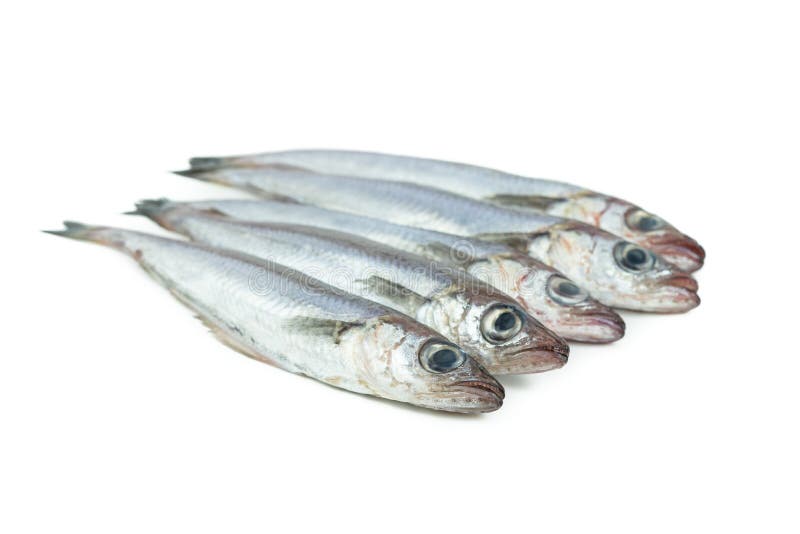 145 Silver Whiting Stock Photos - Free & Royalty-Free Stock Photos from ...