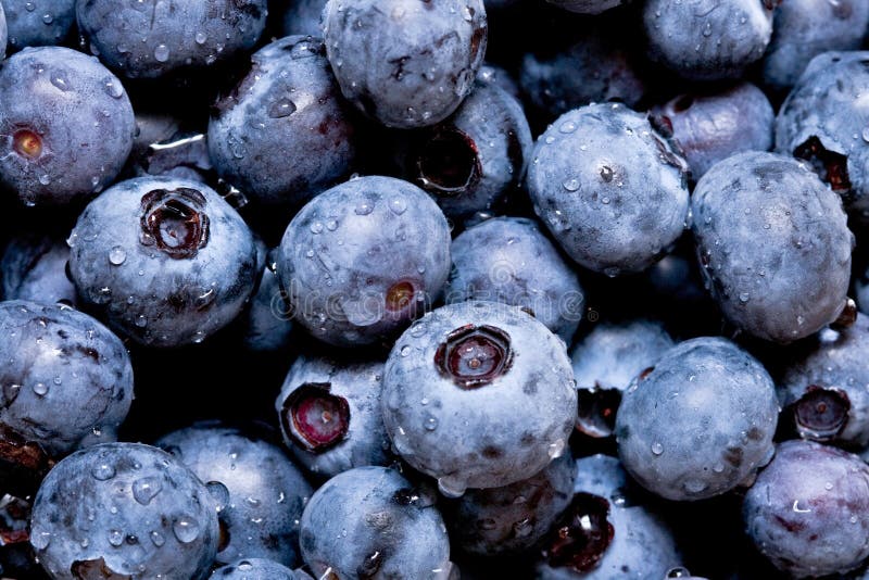 Fresh Blueberries stock image. Image of blueberry, fruit - 11286185