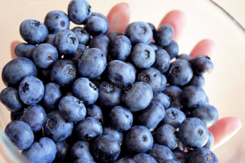 Fresh Blueberries stock image. Image of weight, diet - 20374279