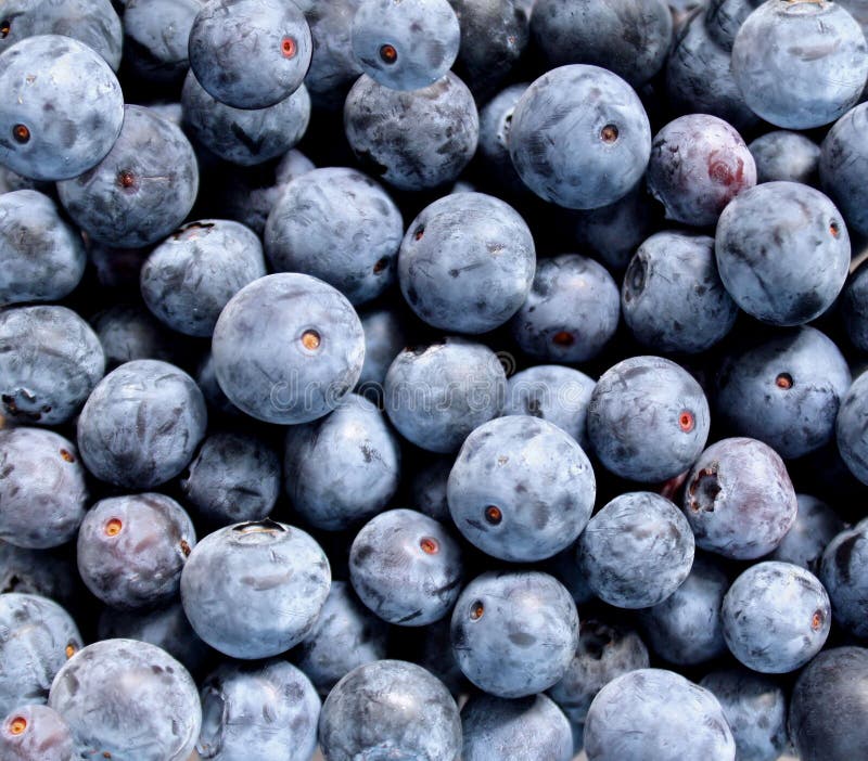 Fresh Blueberries stock image. Image of colander, nutritious - 20010119